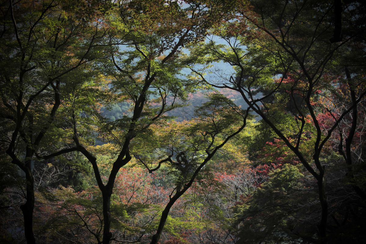 ゆっくり眺めましょう。 | GANREF