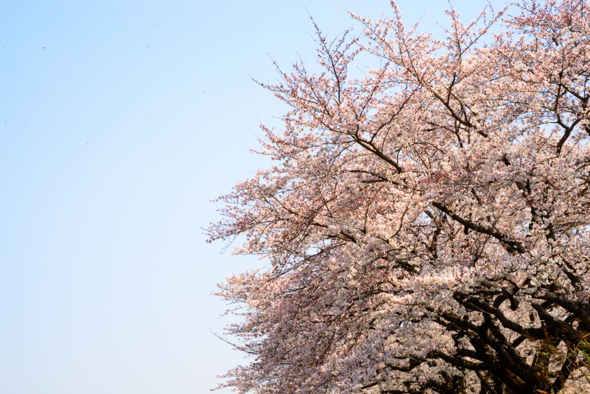 さくらその5 | GANREF