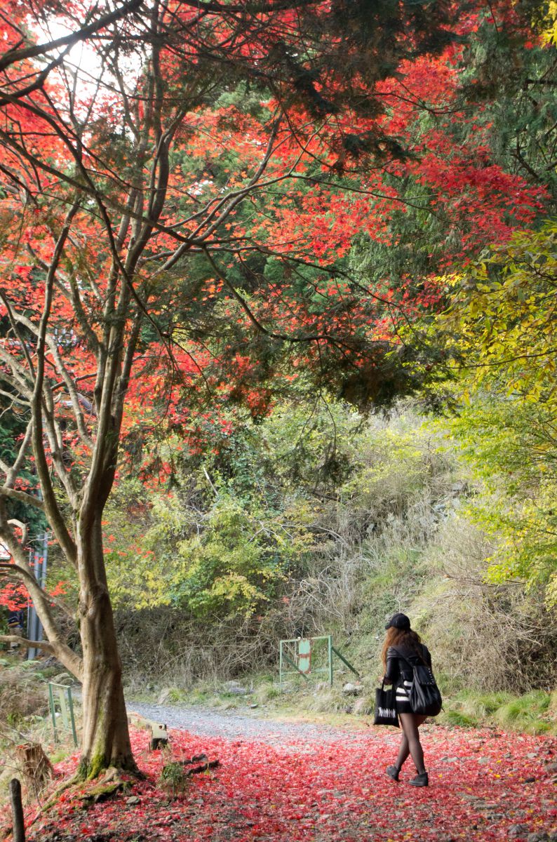 赤く色づく天地 | GANREF