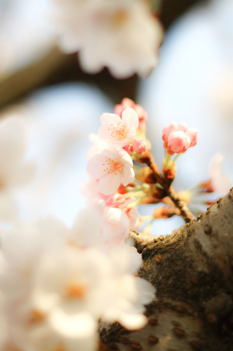 また来年！ | GANREF