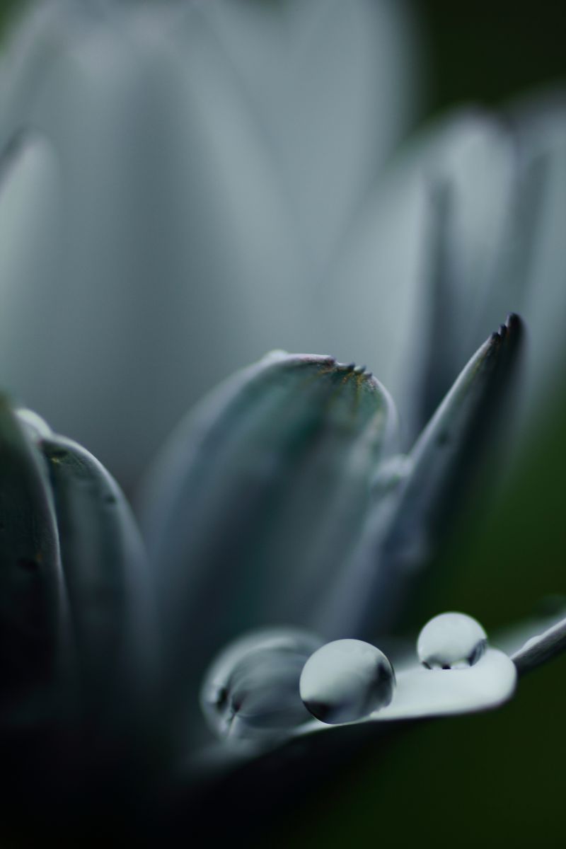 水玉をどうぞ | GANREF