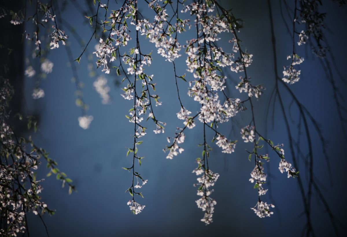 5511.jpg-2.jpg | GANREF