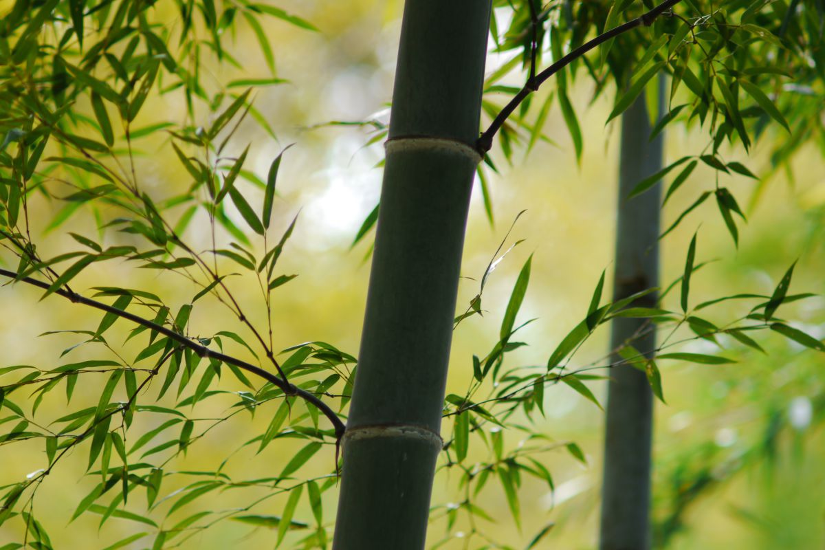 bamboo | GANREF