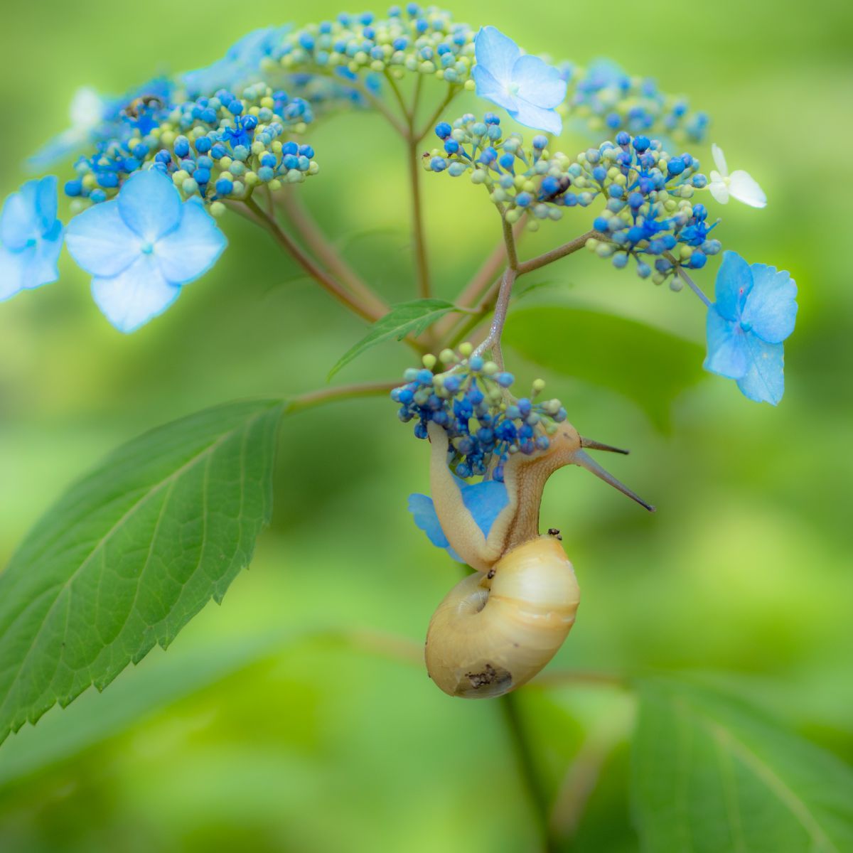 梅雨の妖精 | GANREF