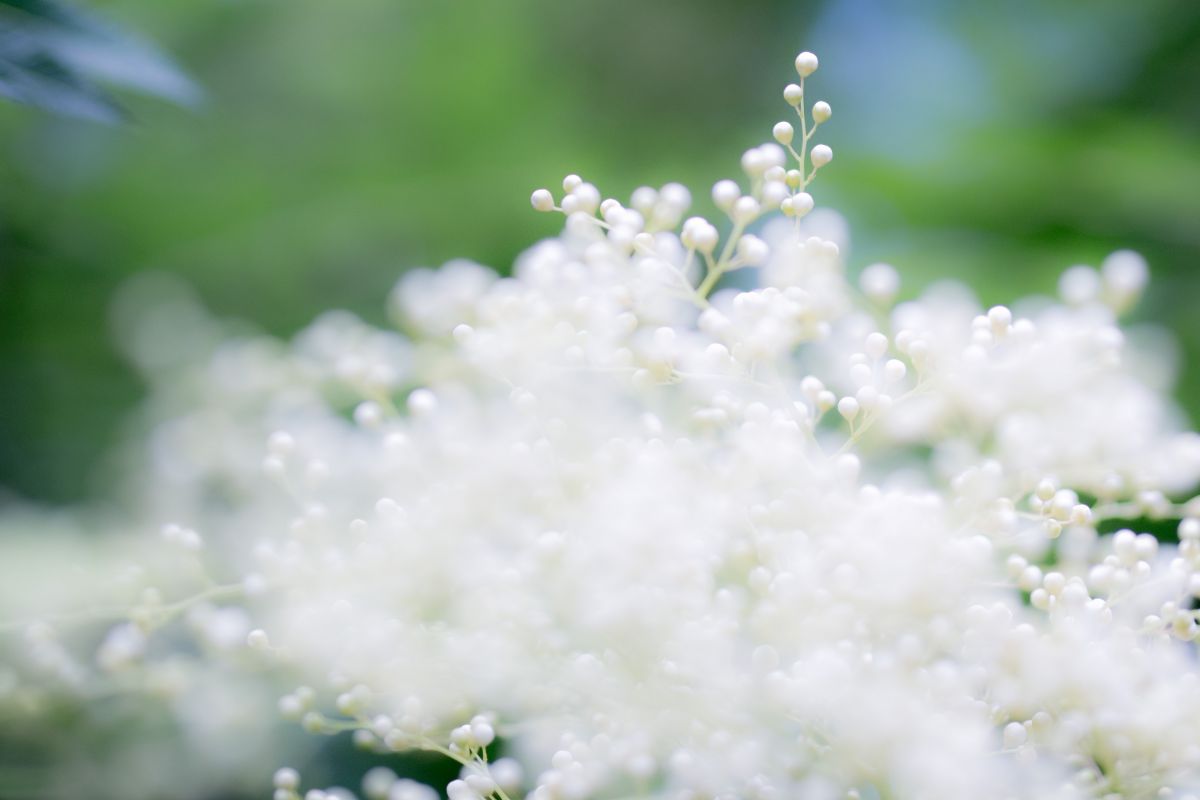 White jewel | GANREF