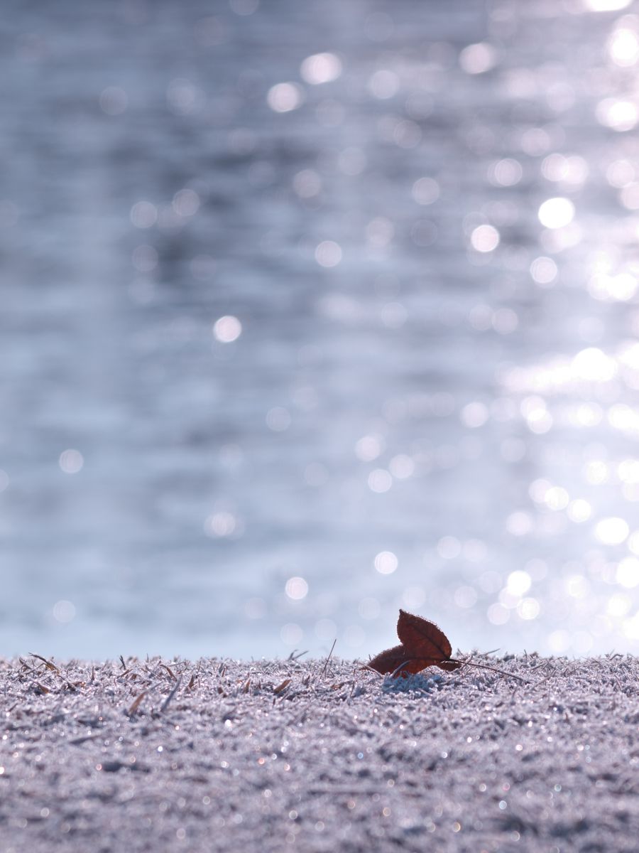 凍える朝 | GANREF