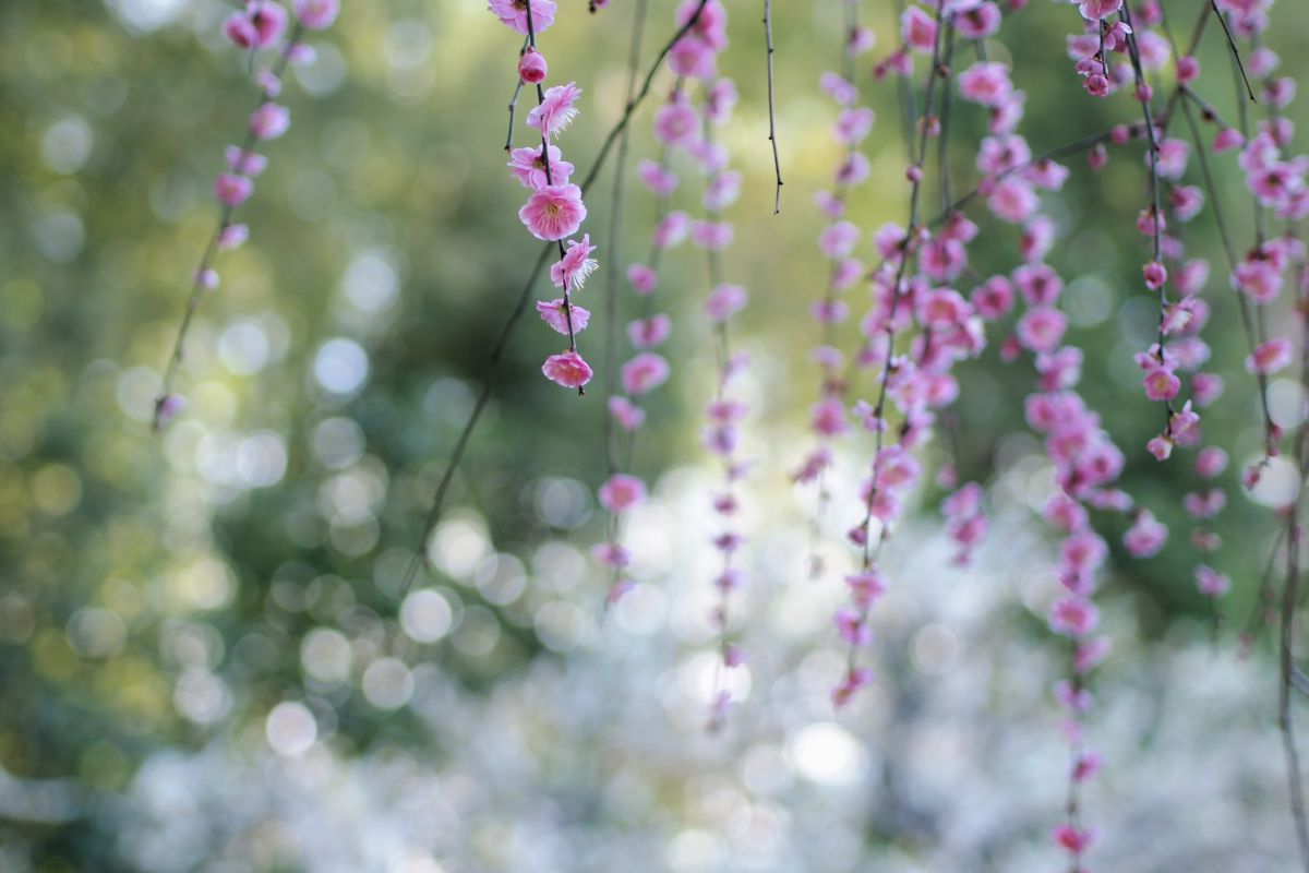 Spring Snow | GANREF