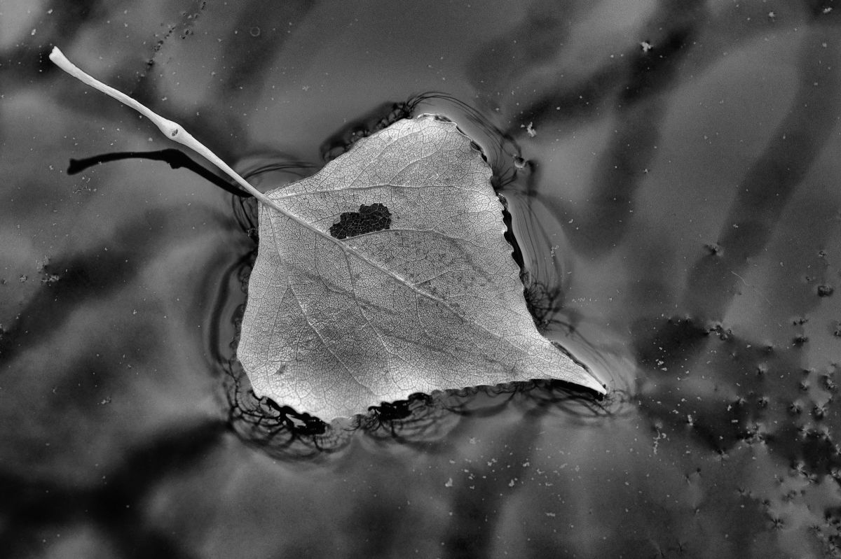 最期のぬくもり(Ver.BW) | GANREF