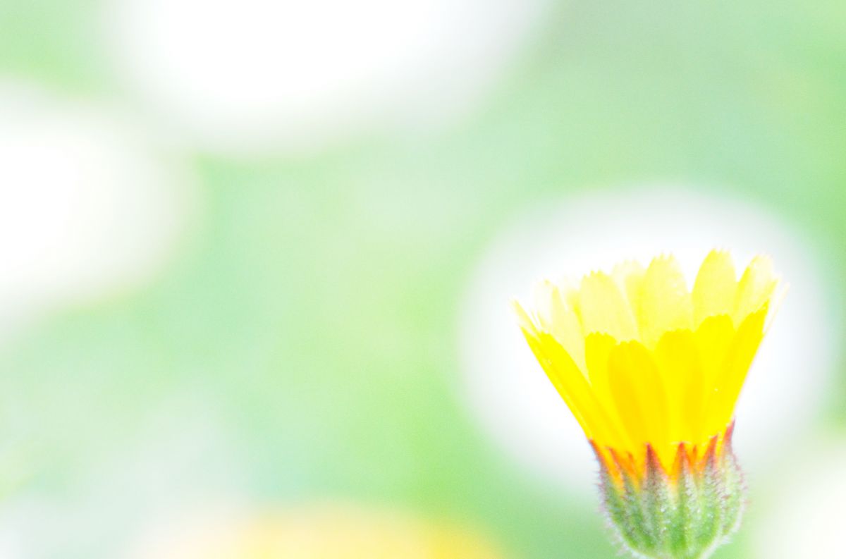 Spring Pastel Color | GANREF