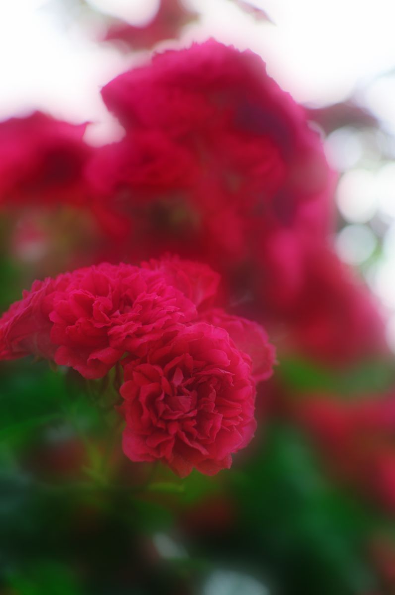 What’s ROSE COLOR | GANREF