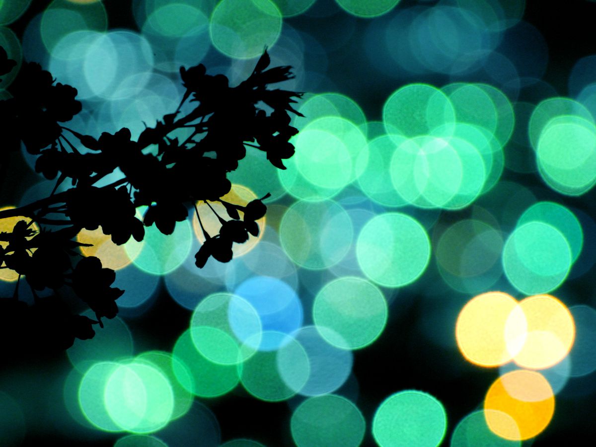 LOVE Cherry blossoms | GANREF