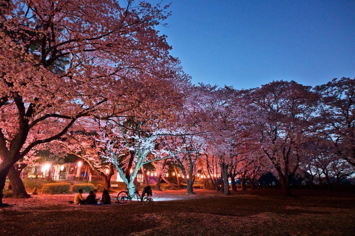 我が花見 | GANREF