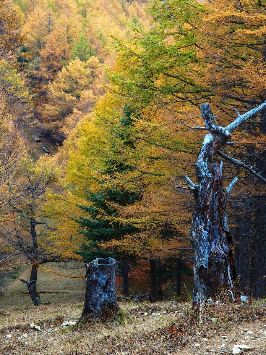 静寂の秋 | GANREF