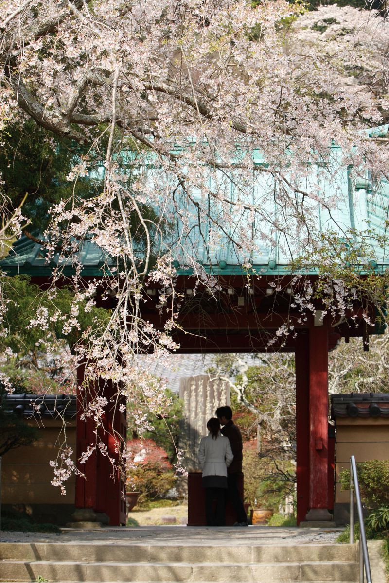 鎌倉の桜2 | GANREF