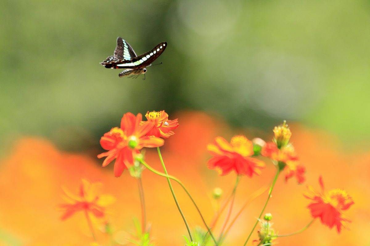 夢色ひらり | GANREF