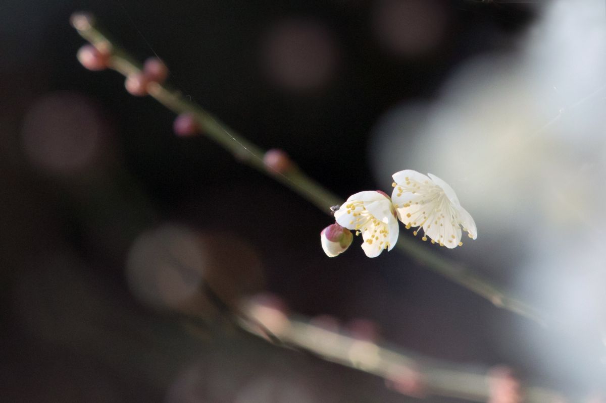 寄り添い | GANREF