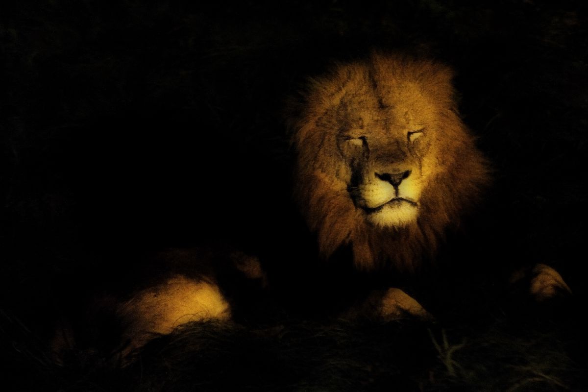 sleeping beast | GANREF