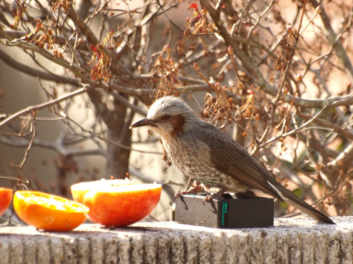 独り占めじゃぁ～ | GANREF