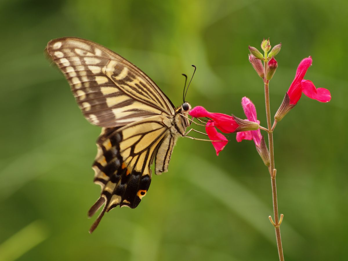 キラキラかがやいて | GANREF