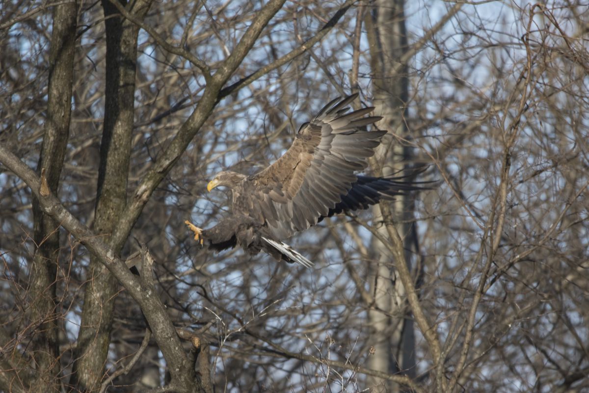 White-tailed Eagle | GANREF