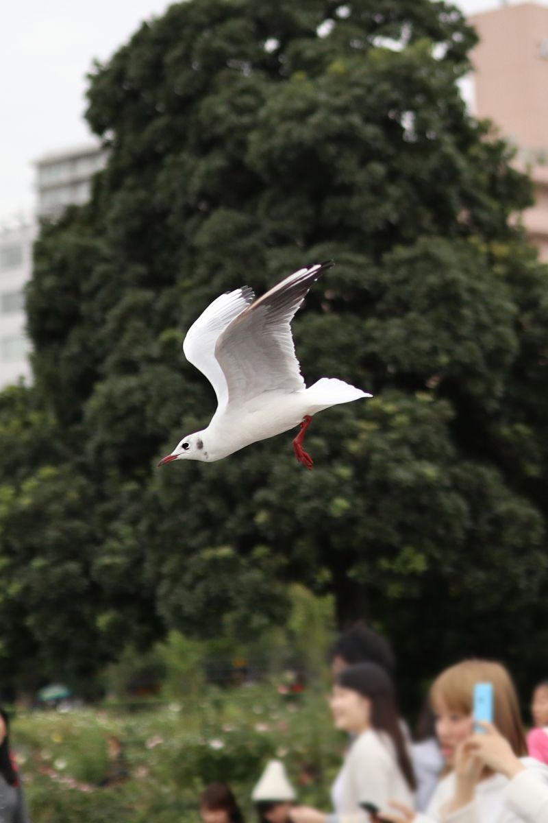 EOS M5 レビュー カモメ | GANREF