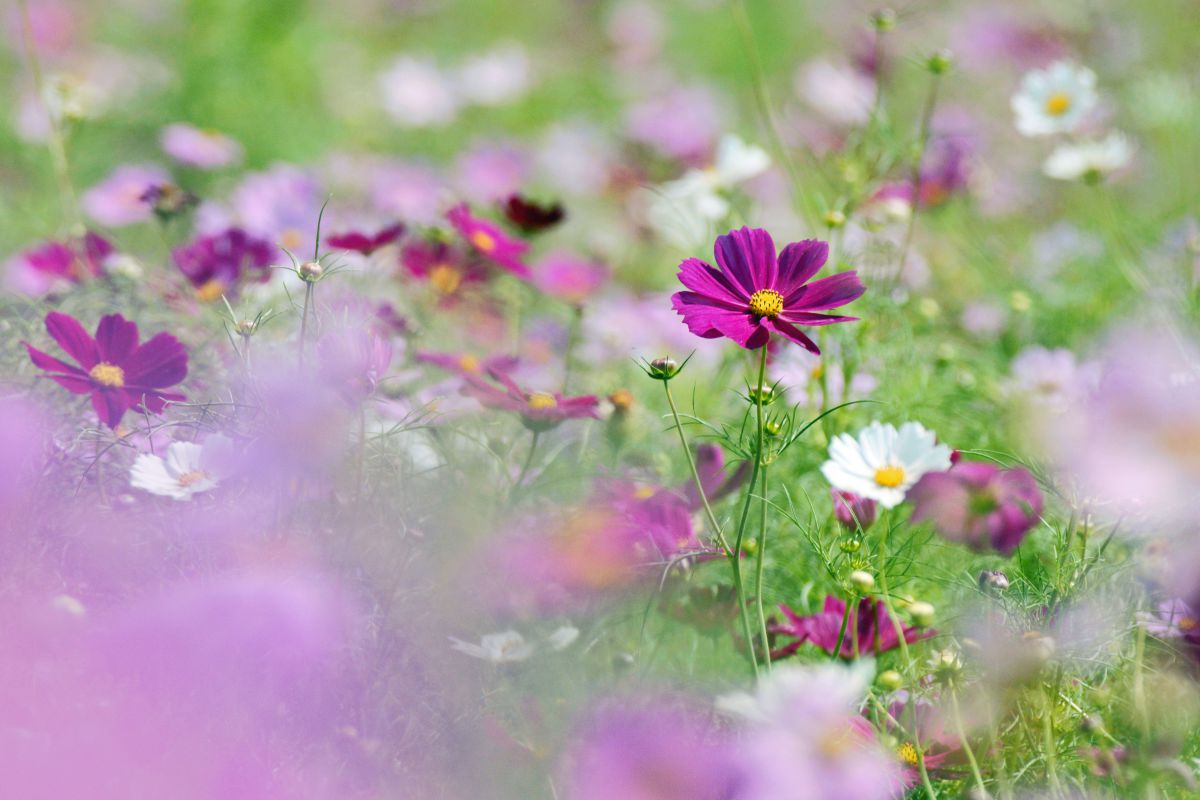 百花繚乱4 | GANREF