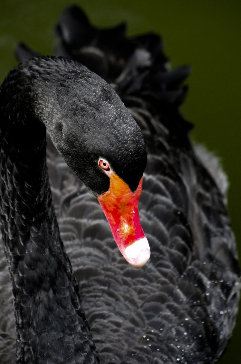 Black Swan | GANREF