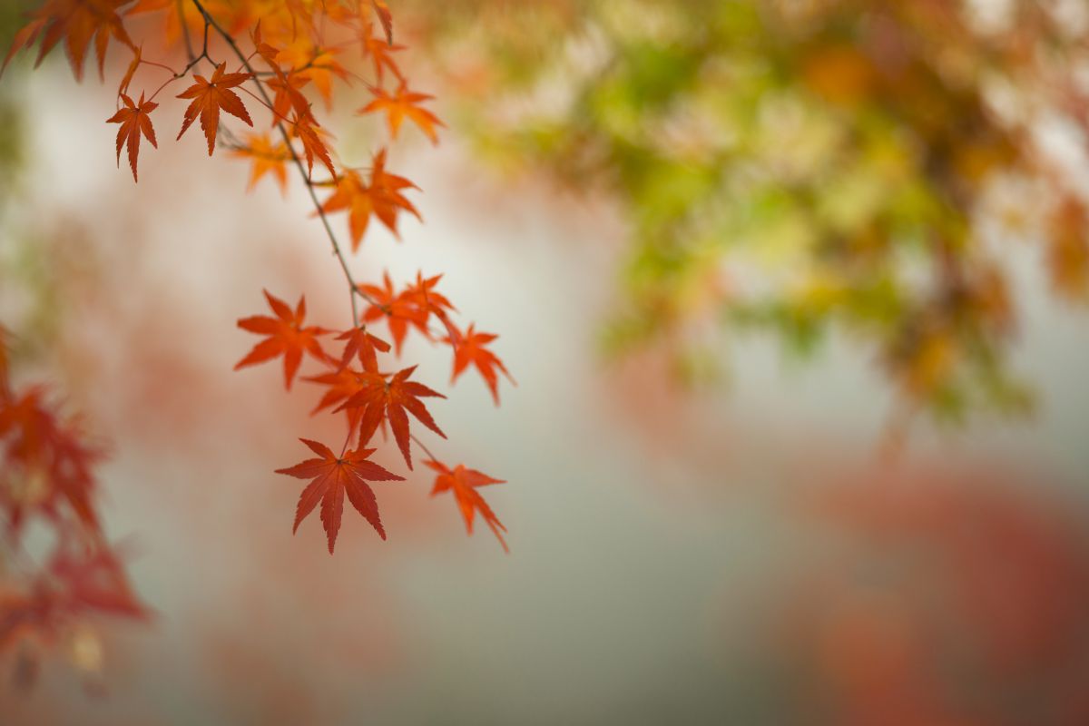 Autumn colors | GANREF