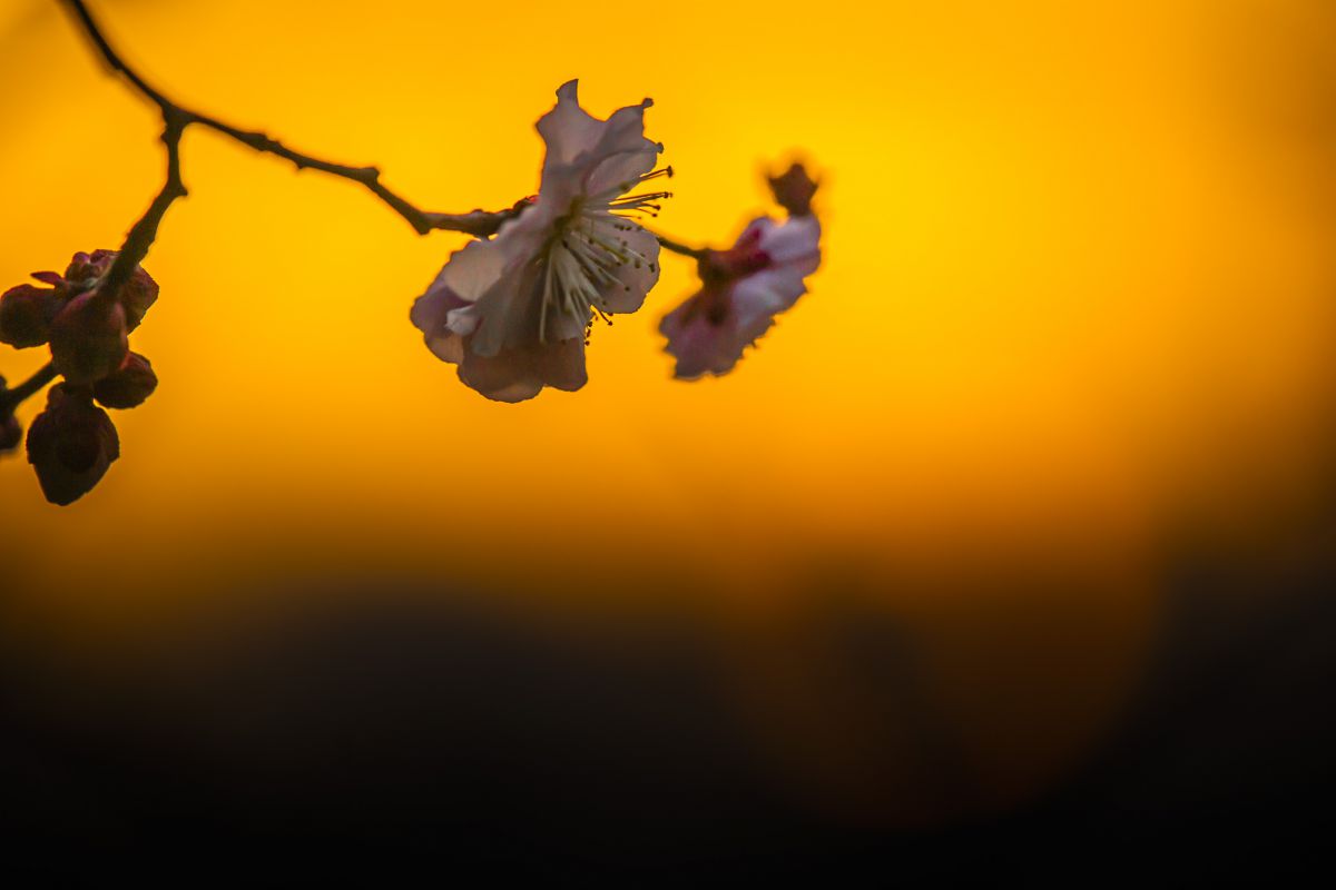 blossoms in the evening | GANREF