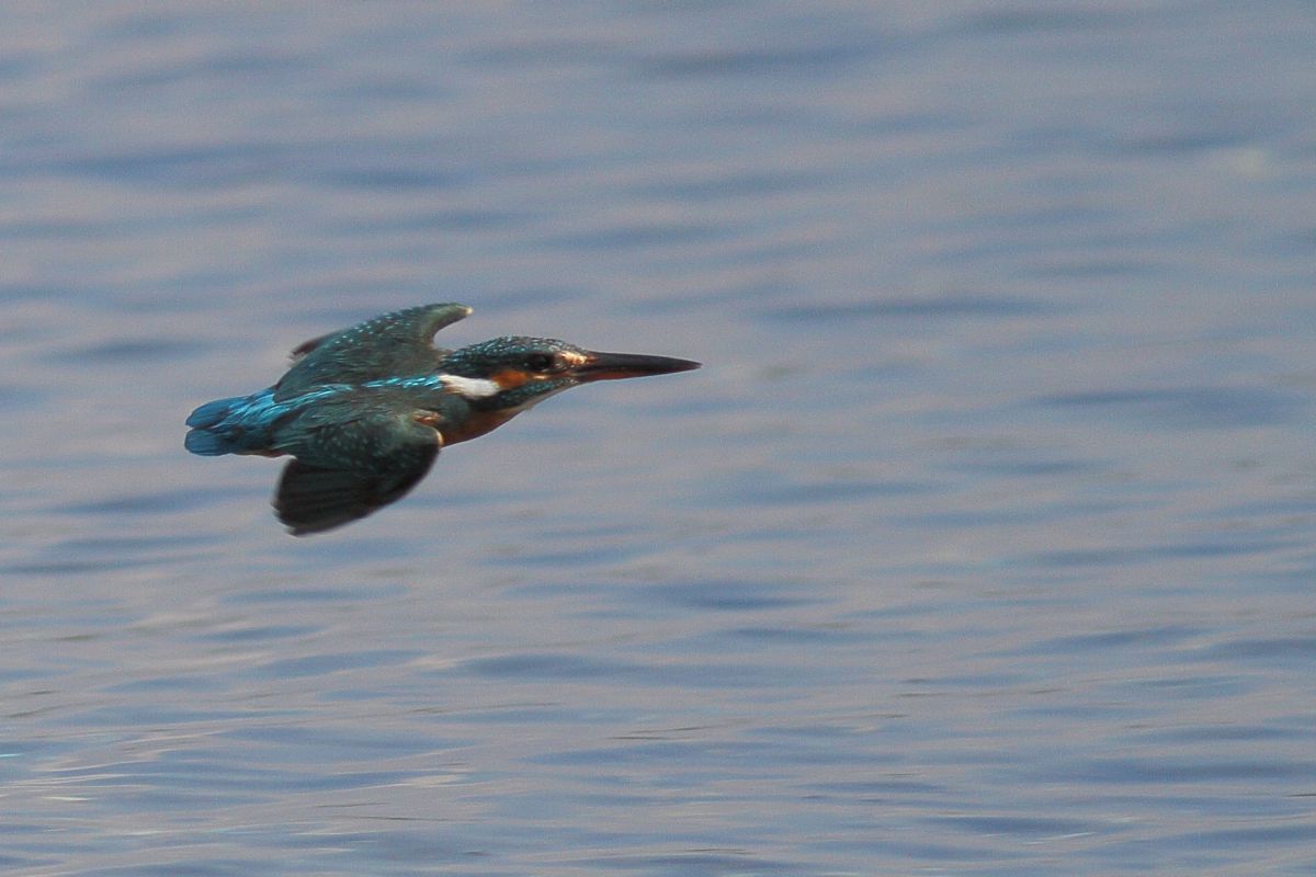 Flying King-Fisher | GANREF