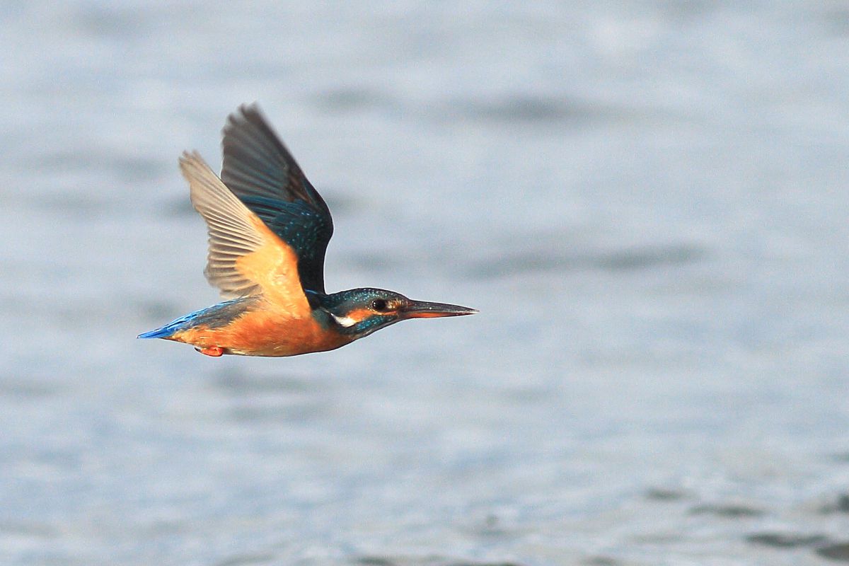 Just Flying | GANREF