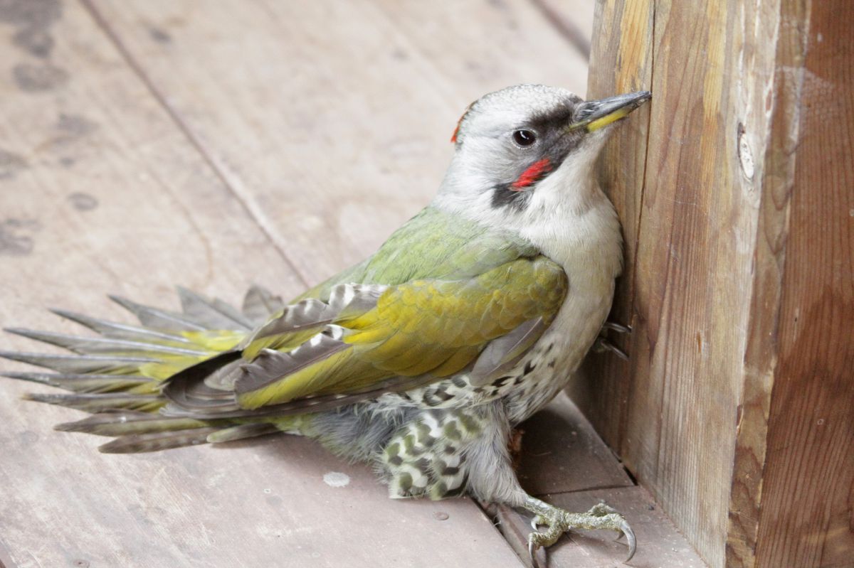 迷い込んだ「アオゲラ」 | GANREF