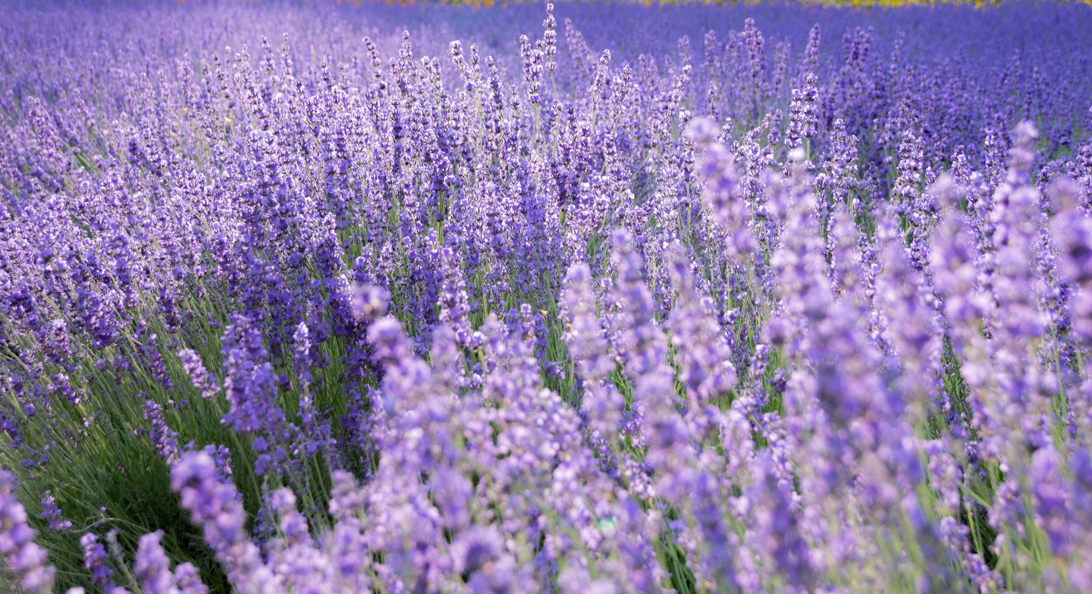 Shining Lavender | GANREF
