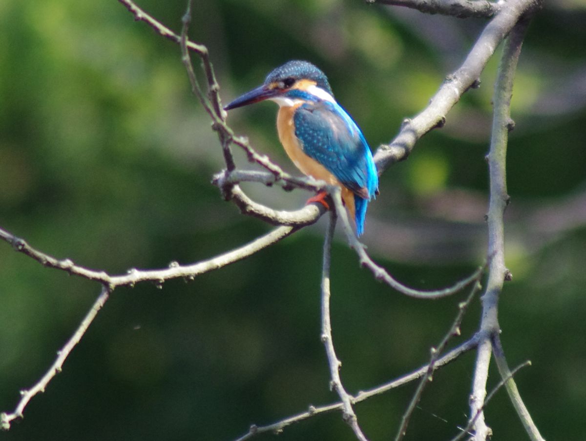 初☆青に感動 | GANREF