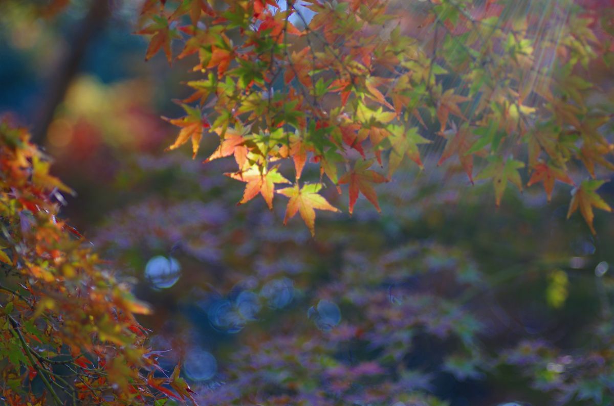 冬の日差し | GANREF