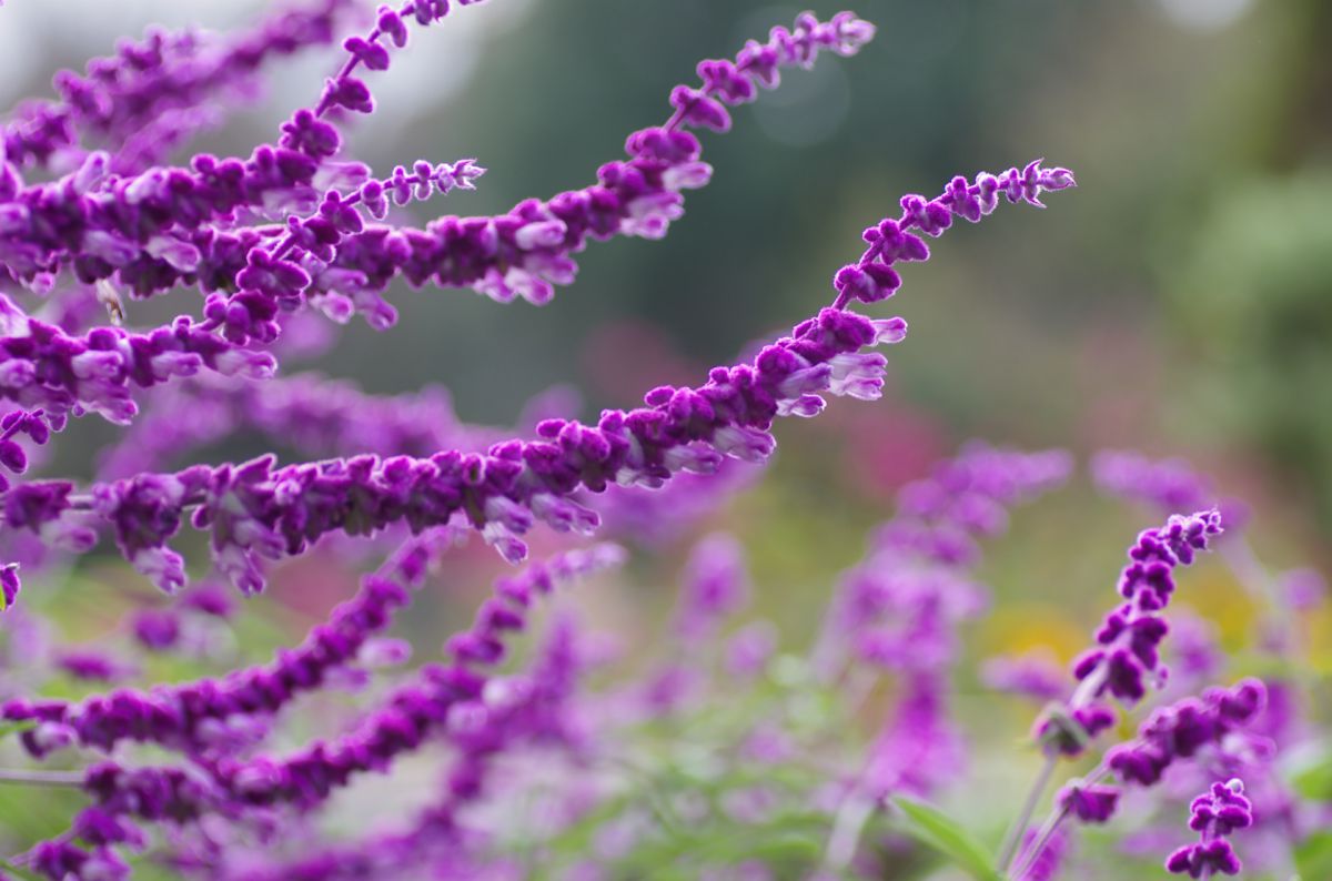 アメジストセージ | GANREF