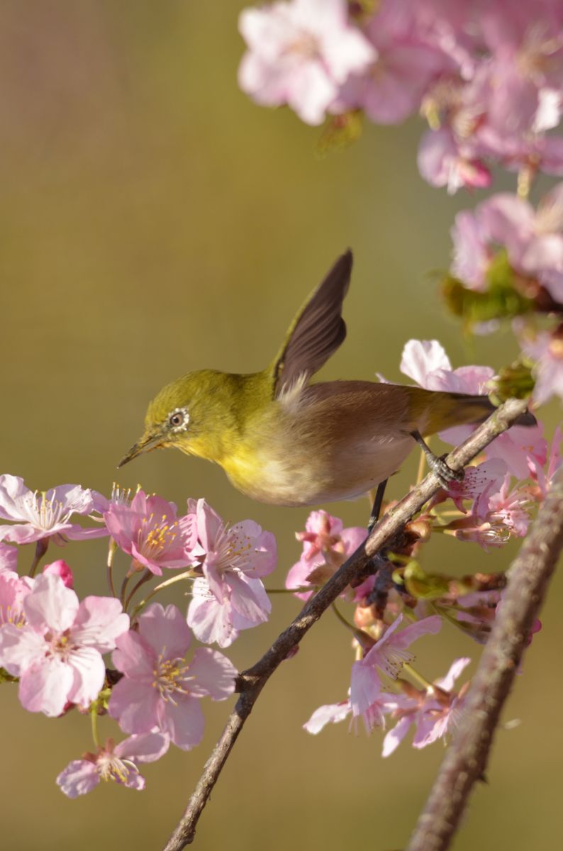 ウピーッ！ | GANREF