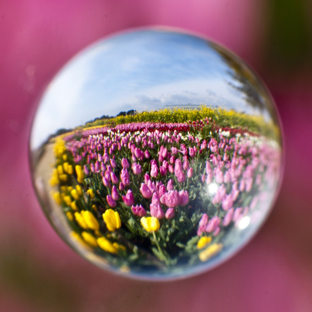 Circle Tulip | GANREF