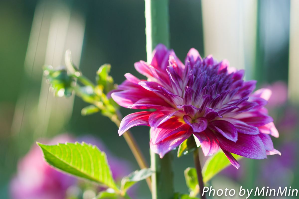 Crystal Flower | GANREF