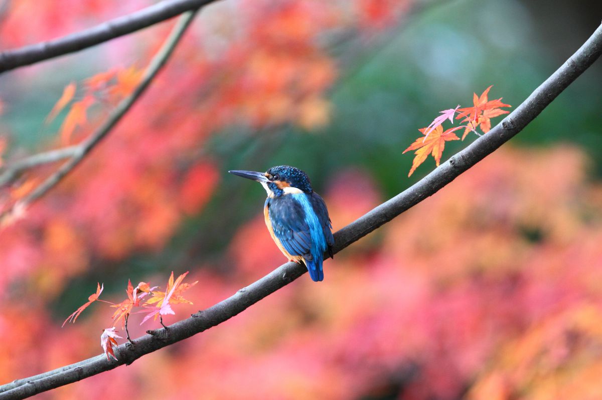 紅葉とカワセミ2013 | GANREF