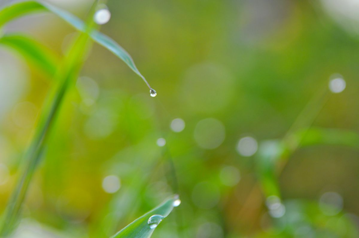 morning dew - 2 | GANREF