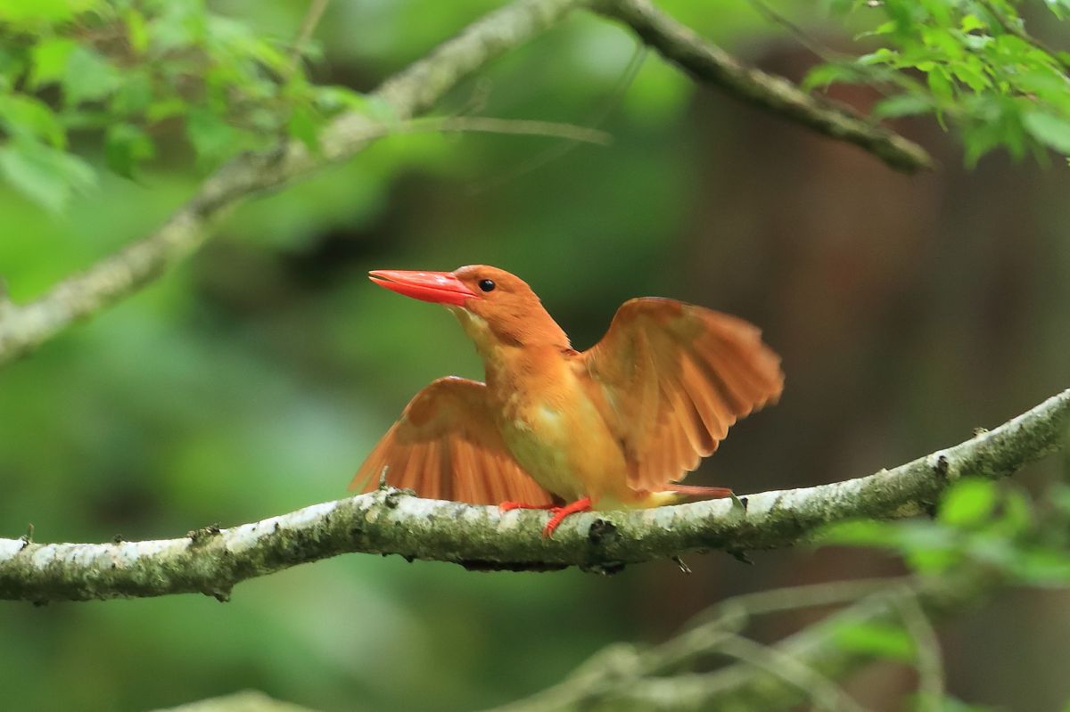 アカショウビン02 | GANREF