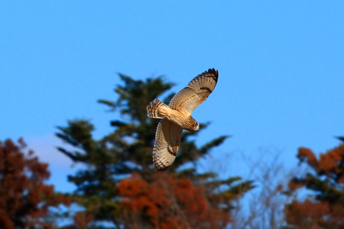 小耳木菟飛翔 03 | GANREF