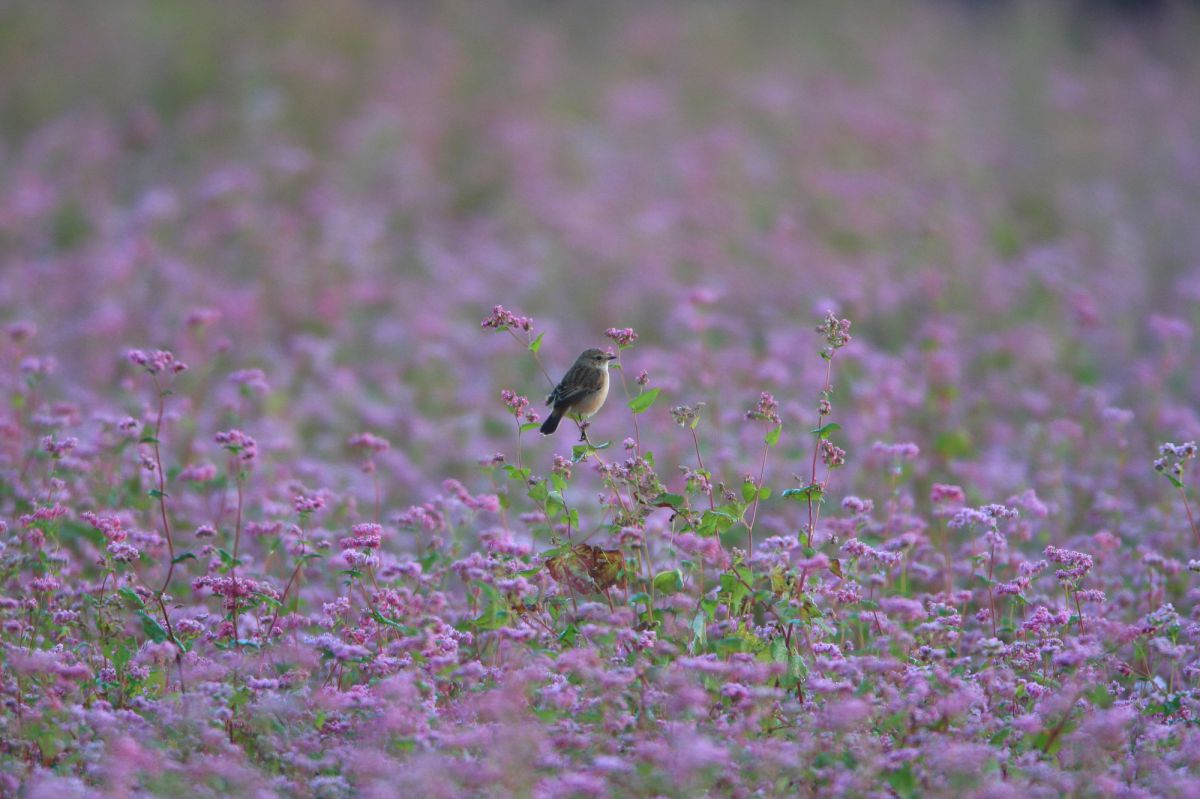 赤蕎麦にノビタキ 04 | GANREF