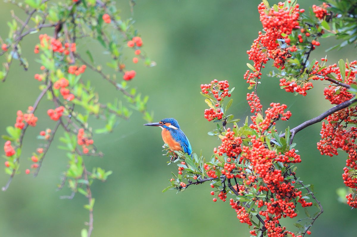 ピラカワ 06 | GANREF