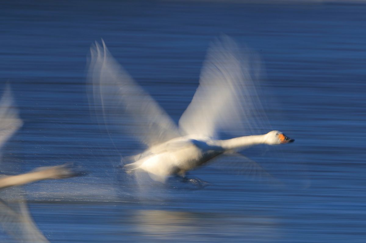 白鳥流し撮り (その5) | GANREF