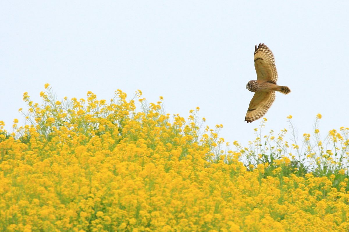 菜の花コミミズク08 | GANREF