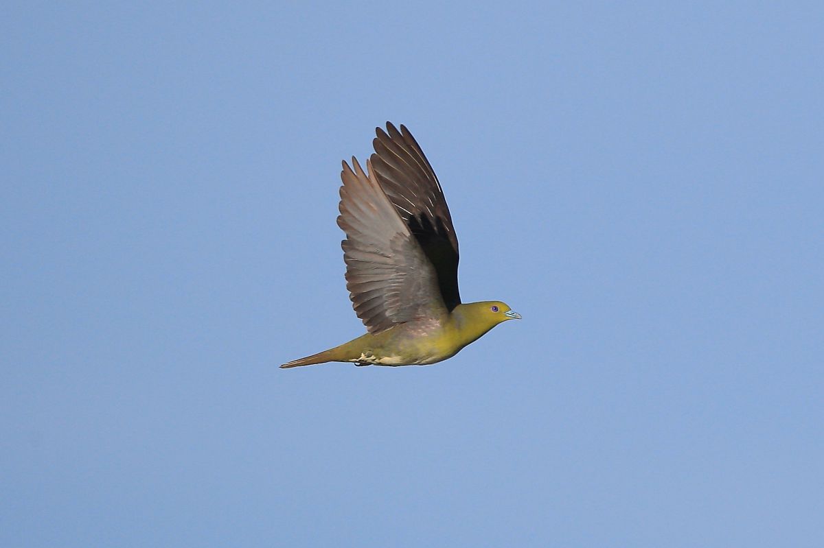 アオバト 02 | GANREF