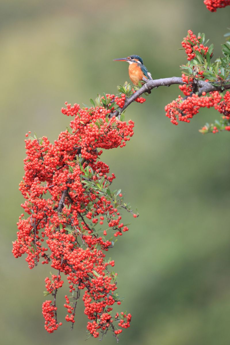 ピラカワ02 | GANREF