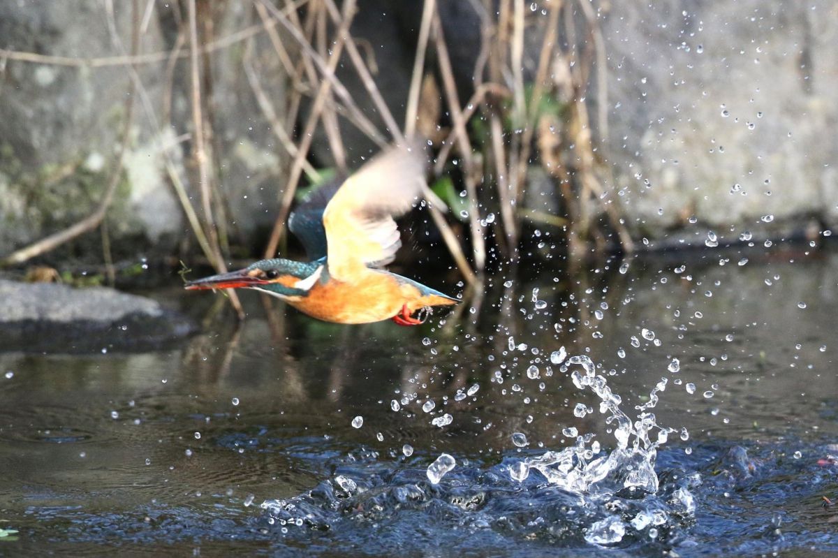 カワセミ009 | GANREF